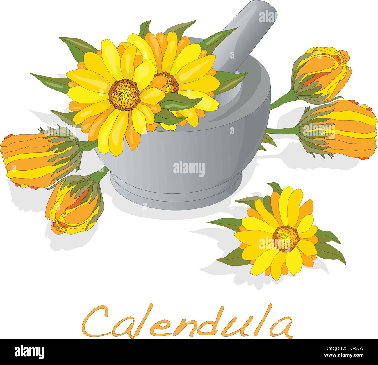 Calendula vector illustration isolated Stock Vector Image & Art - Alamy