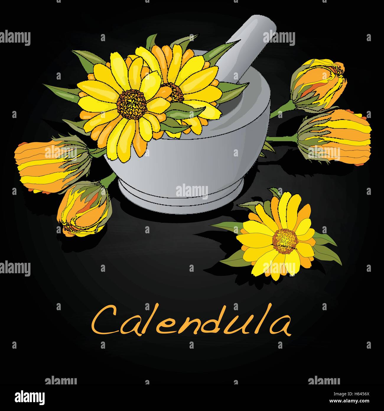 Calendula vector illustration isolated Stock Vector Image & Art - Alamy