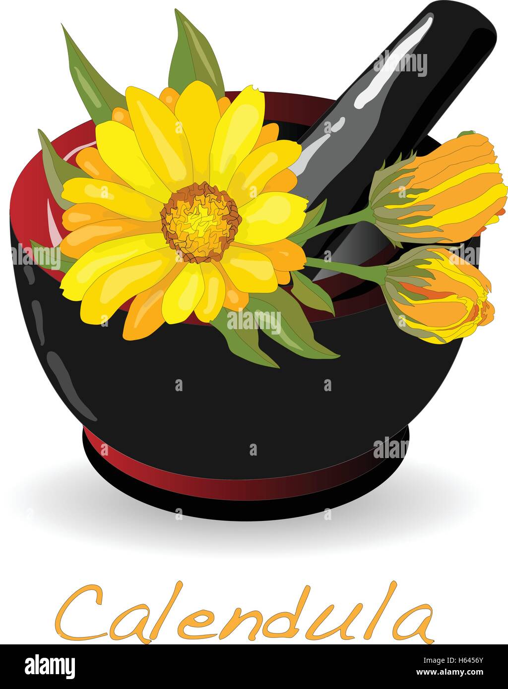 Calendula vector illustration isolated Stock Vector Image & Art - Alamy
