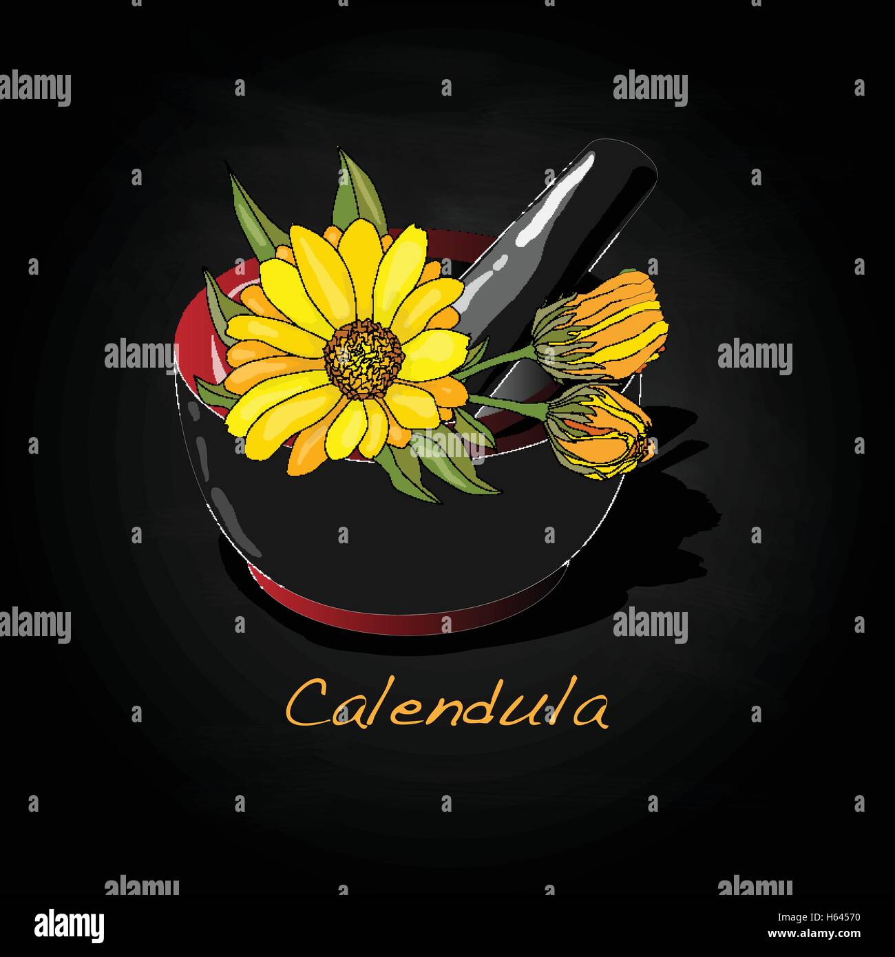 Calendula vector illustration isolated Stock Vector Image & Art - Alamy