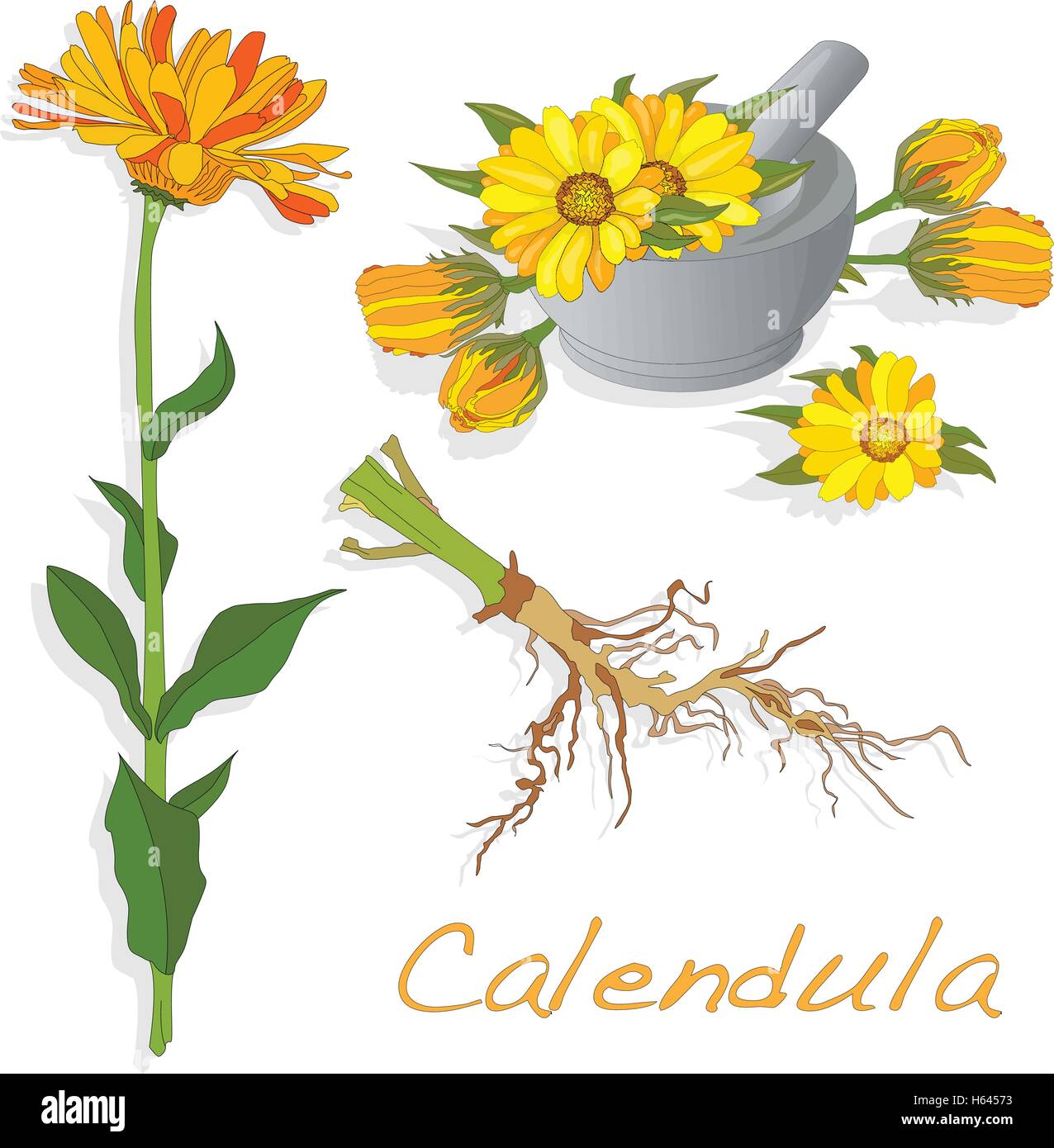 Calendula vector illustration isolated Stock Vector Image & Art - Alamy
