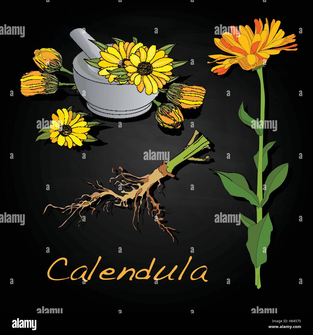 Calendula vector illustration isolated Stock Vector Image & Art - Alamy