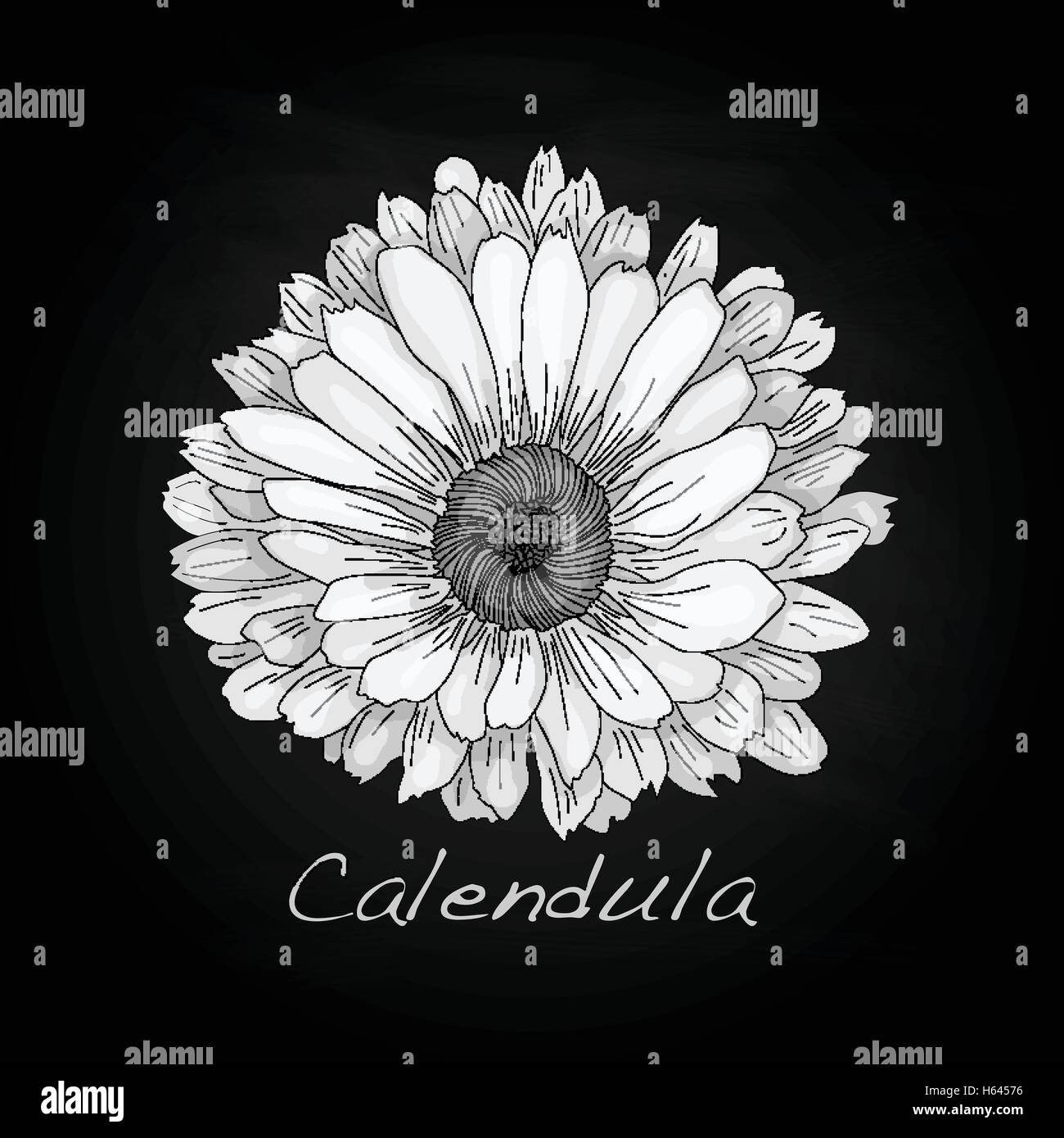Calendula vector illustration isolated Stock Vector Image & Art - Alamy