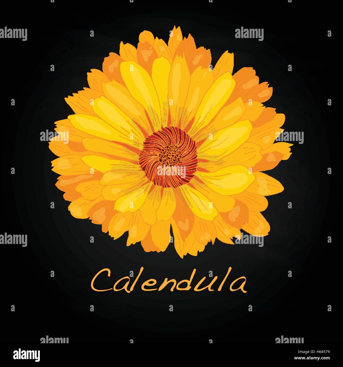 Calendula vector illustration isolated Stock Vector Image & Art - Alamy