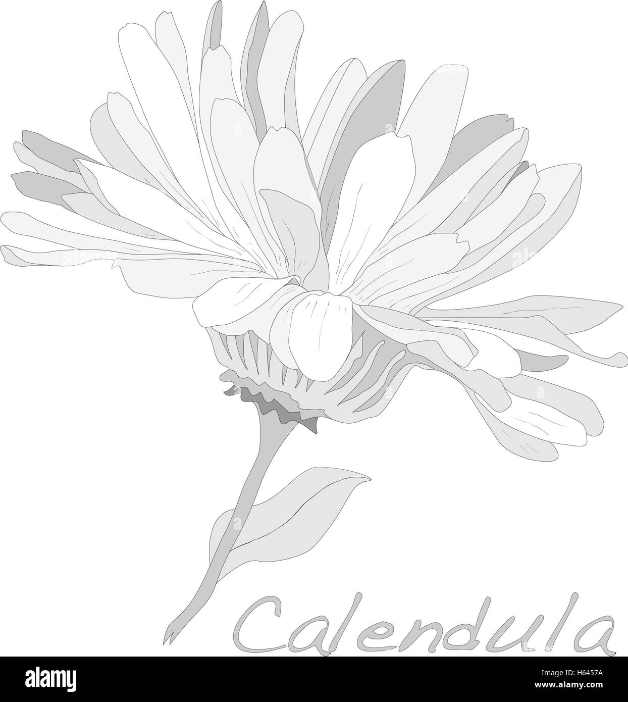 Calendula vector illustration isolated Stock Vector Image & Art - Alamy