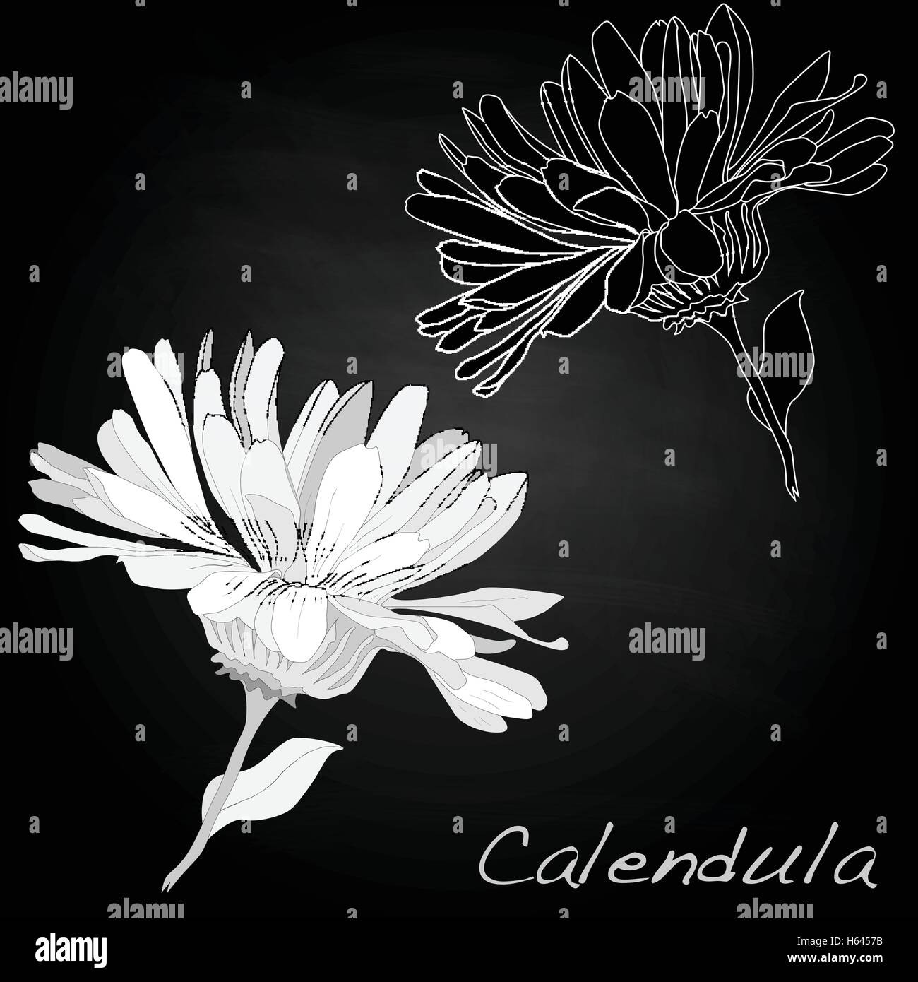 Calendula vector illustration isolated Stock Vector Image & Art - Alamy