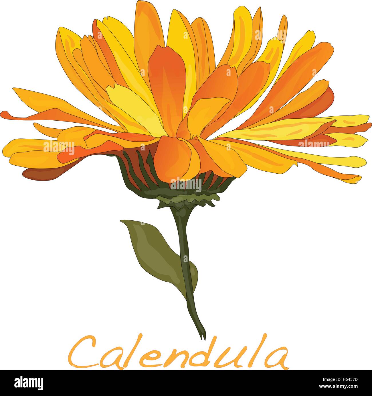 Calendula vector illustration isolated Stock Vector Image & Art - Alamy