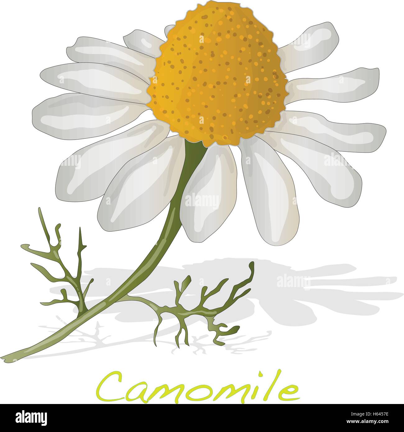 Chamomilla Stock Vector Images - Alamy