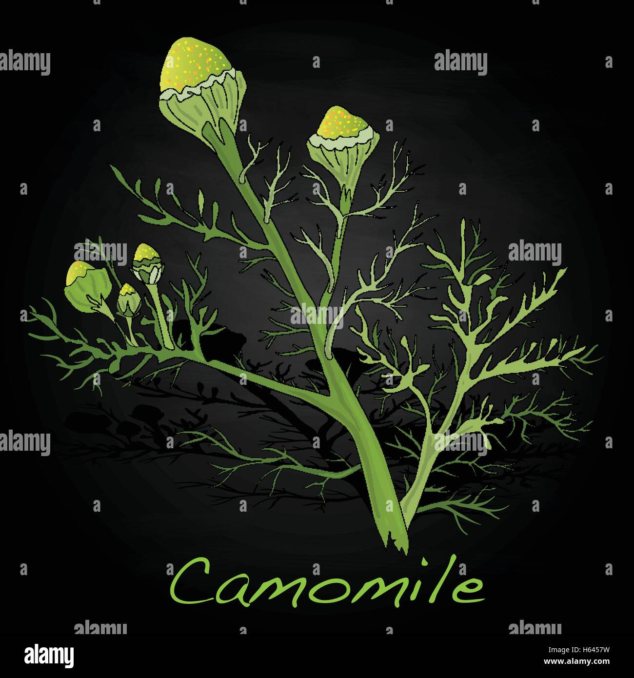 Camomile illustration vector isolated Stock Vector Image & Art - Alamy