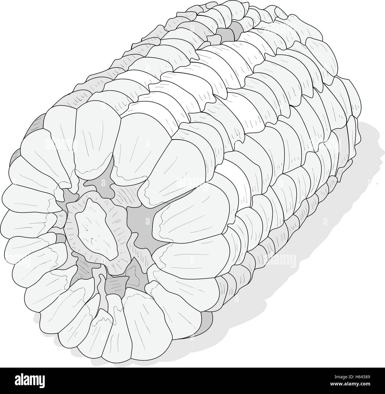 Corn on the cob kernels isolated Stock Vector Image & Art - Alamy