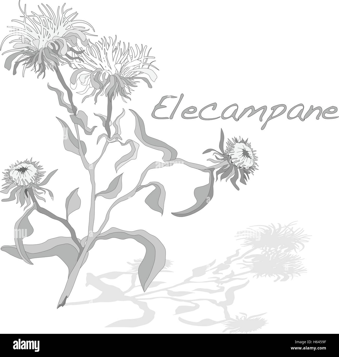 Elecampane vector illustration isolated Stock Vector Image & Art - Alamy