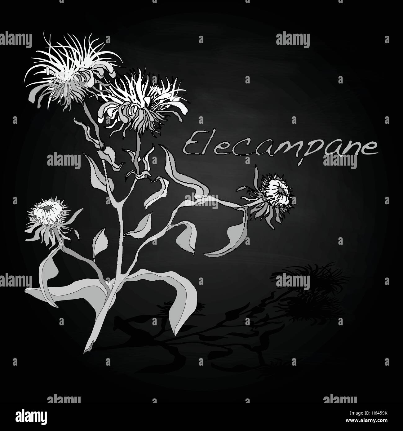 Elecampane vector illustration isolated Stock Vector Image & Art - Alamy