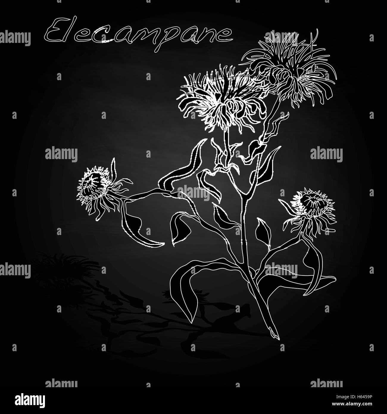 Elecampane vector illustration isolated Stock Vector Image & Art - Alamy