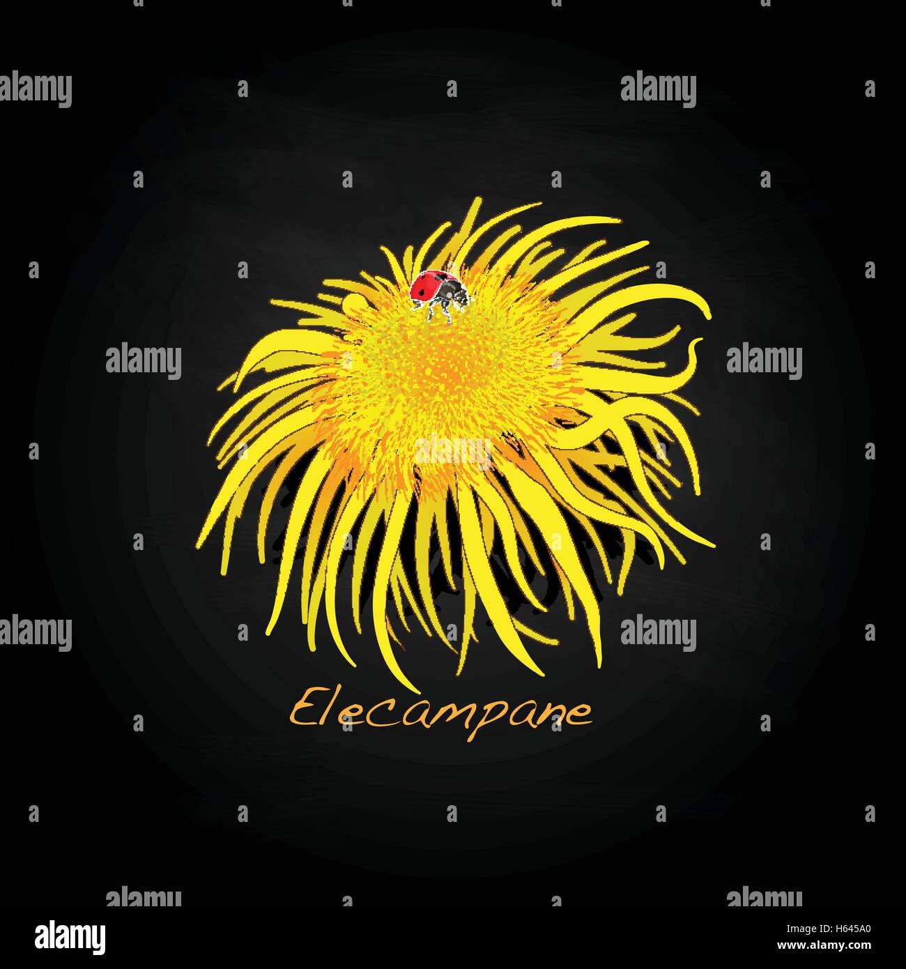 Elecampane vector illustration isolated Stock Vector Image & Art - Alamy