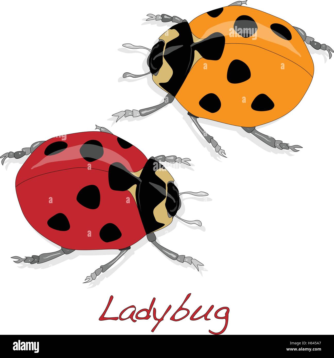 Ladybug bettle hi-res stock photography and images - Alamy
