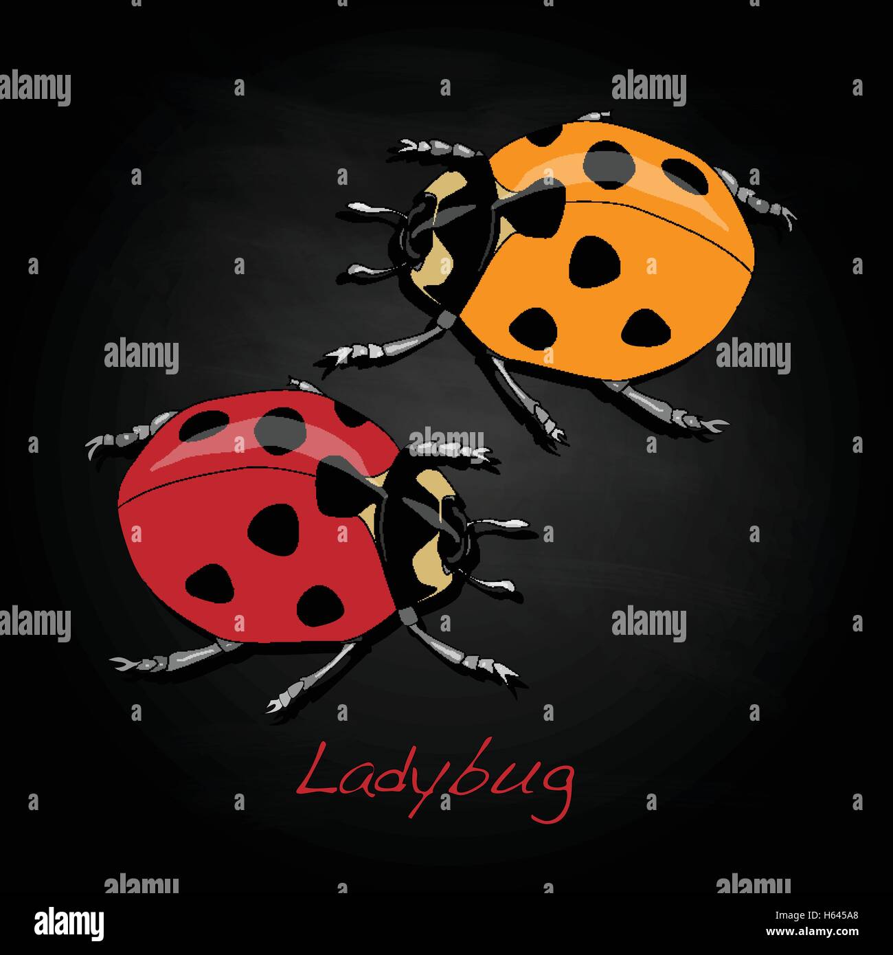 Ladybug bettle hi-res stock photography and images - Alamy