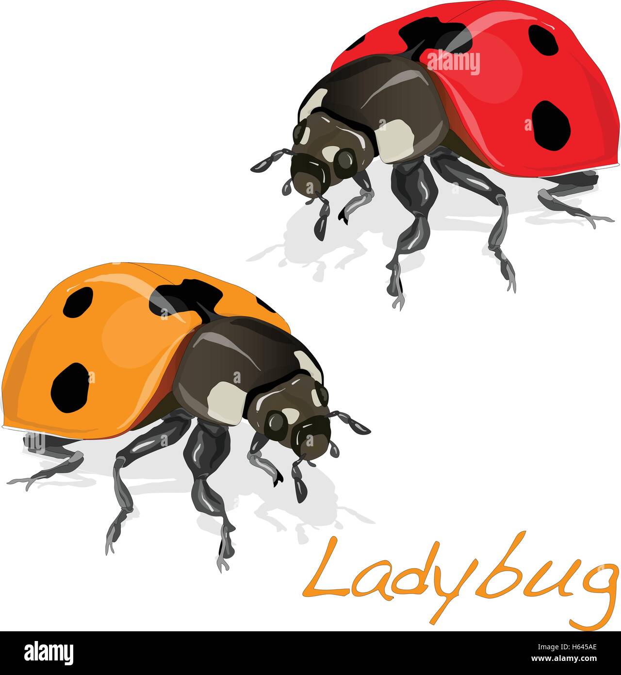 Ladybug vector illustration isolated Stock Vector Image & Art - Alamy