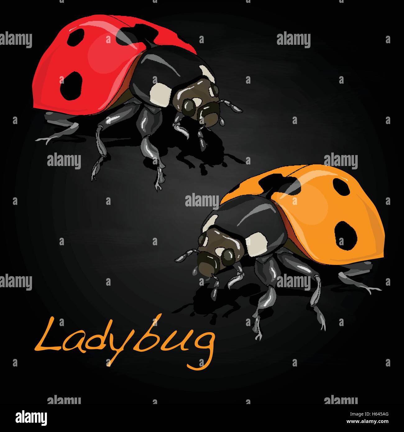 Ladybug vector illustration isolated Stock Vector Image & Art - Alamy