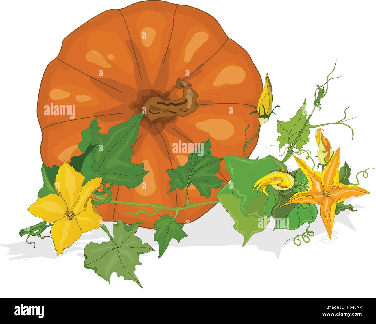 Pumpkin vector illustration isolated Stock Vector Image & Art - Alamy