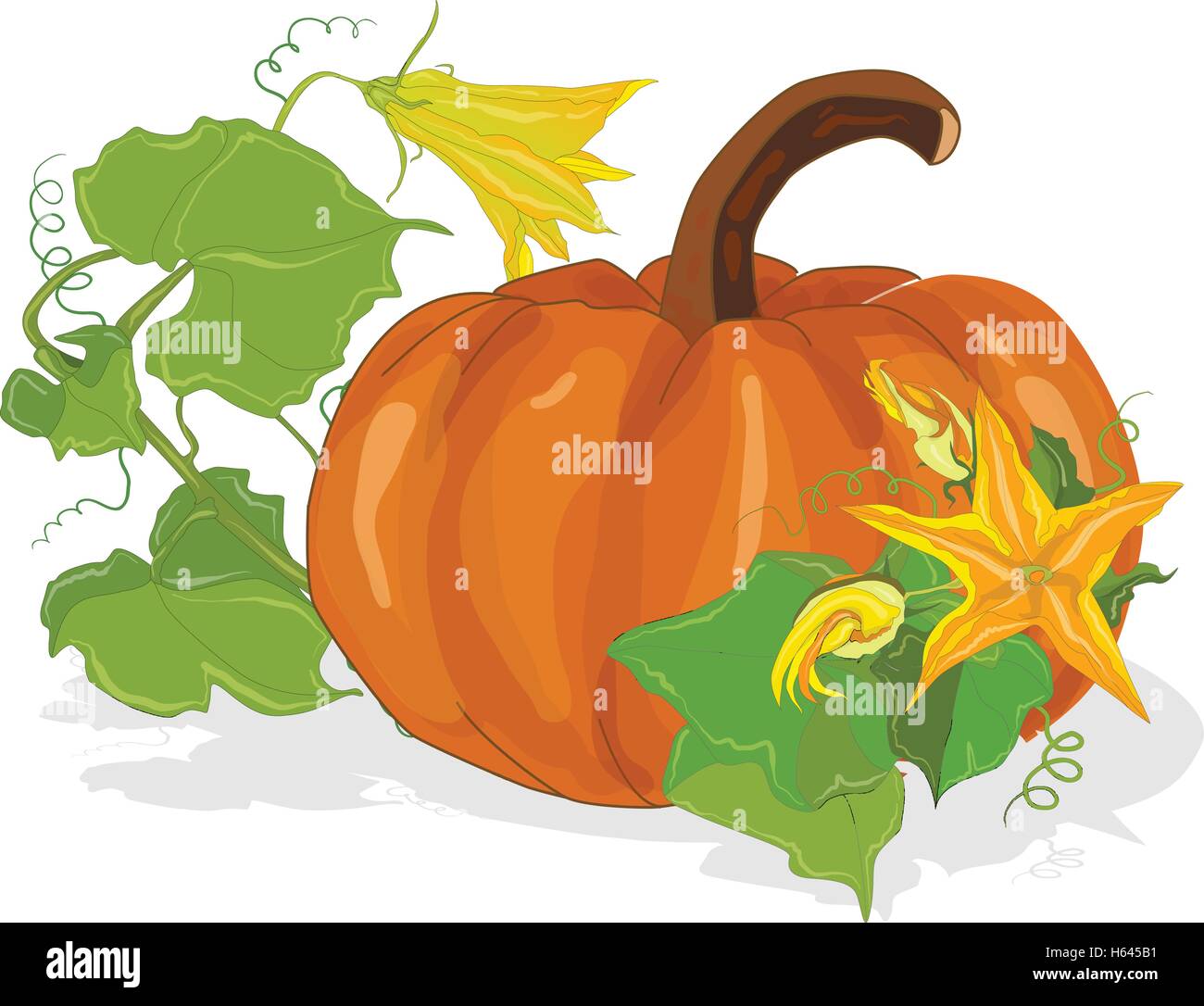 Pumpkin vector illustration isolated Stock Vector Image & Art - Alamy