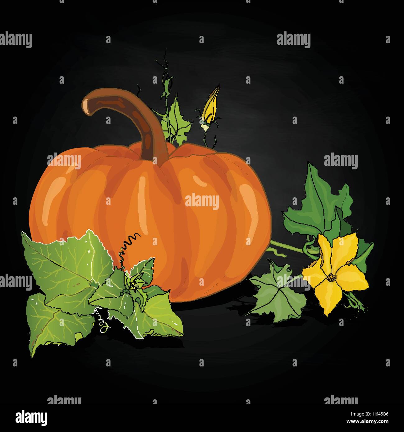 Pumpkin vector illustration isolated Stock Vector Image & Art - Alamy