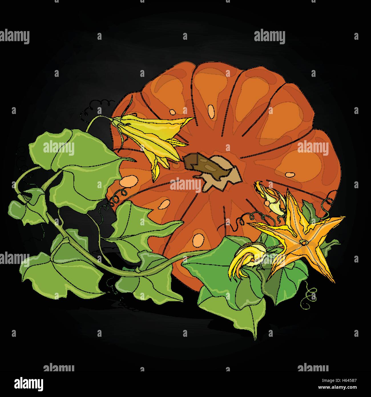 Pumpkin vector illustration isolated Stock Vector Image & Art - Alamy