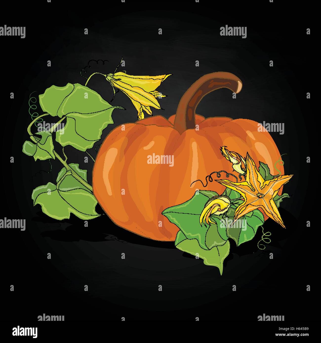 Pumpkin vector illustration isolated Stock Vector Image & Art - Alamy