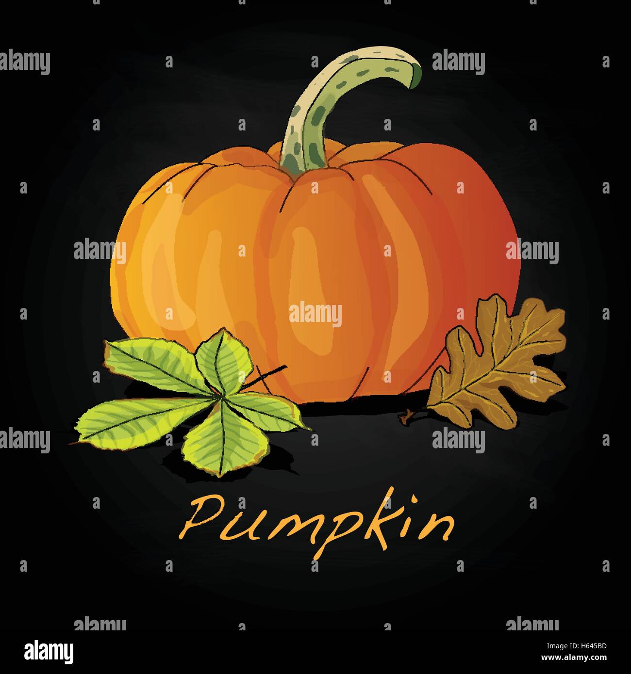 Pumpkin vector illustration isolated Stock Vector Image & Art - Alamy