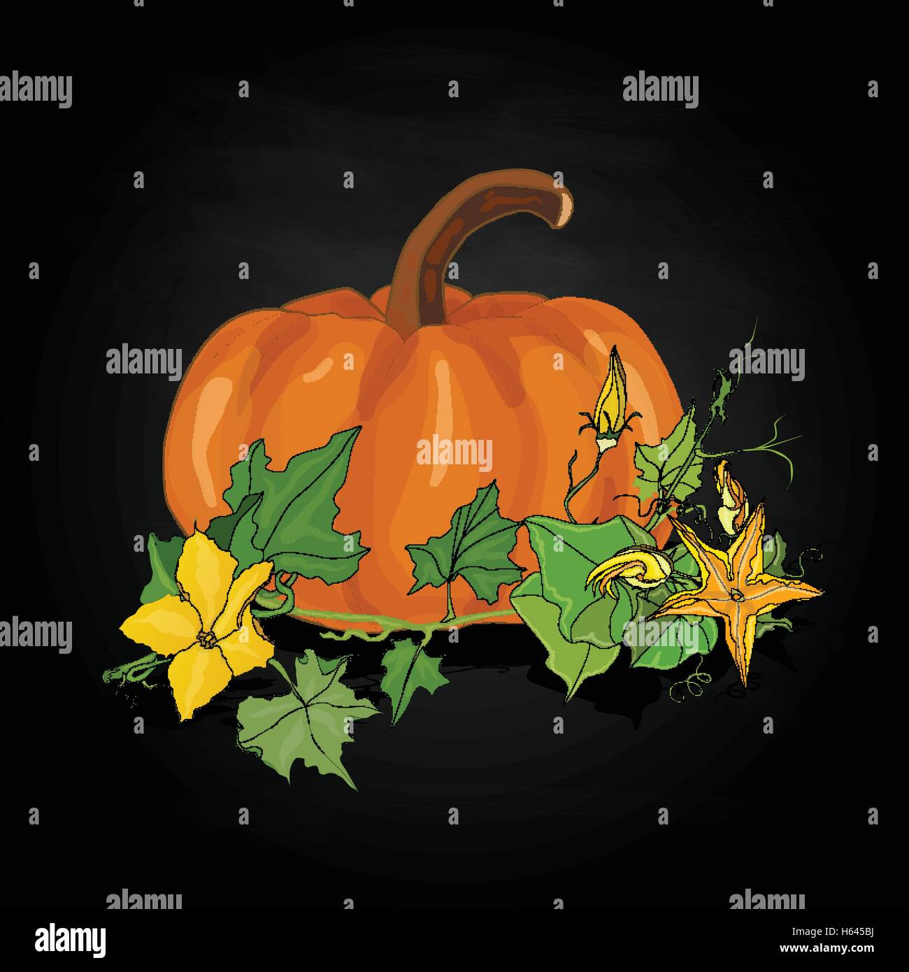 Pumpkin vector illustration isolated Stock Vector Image & Art - Alamy