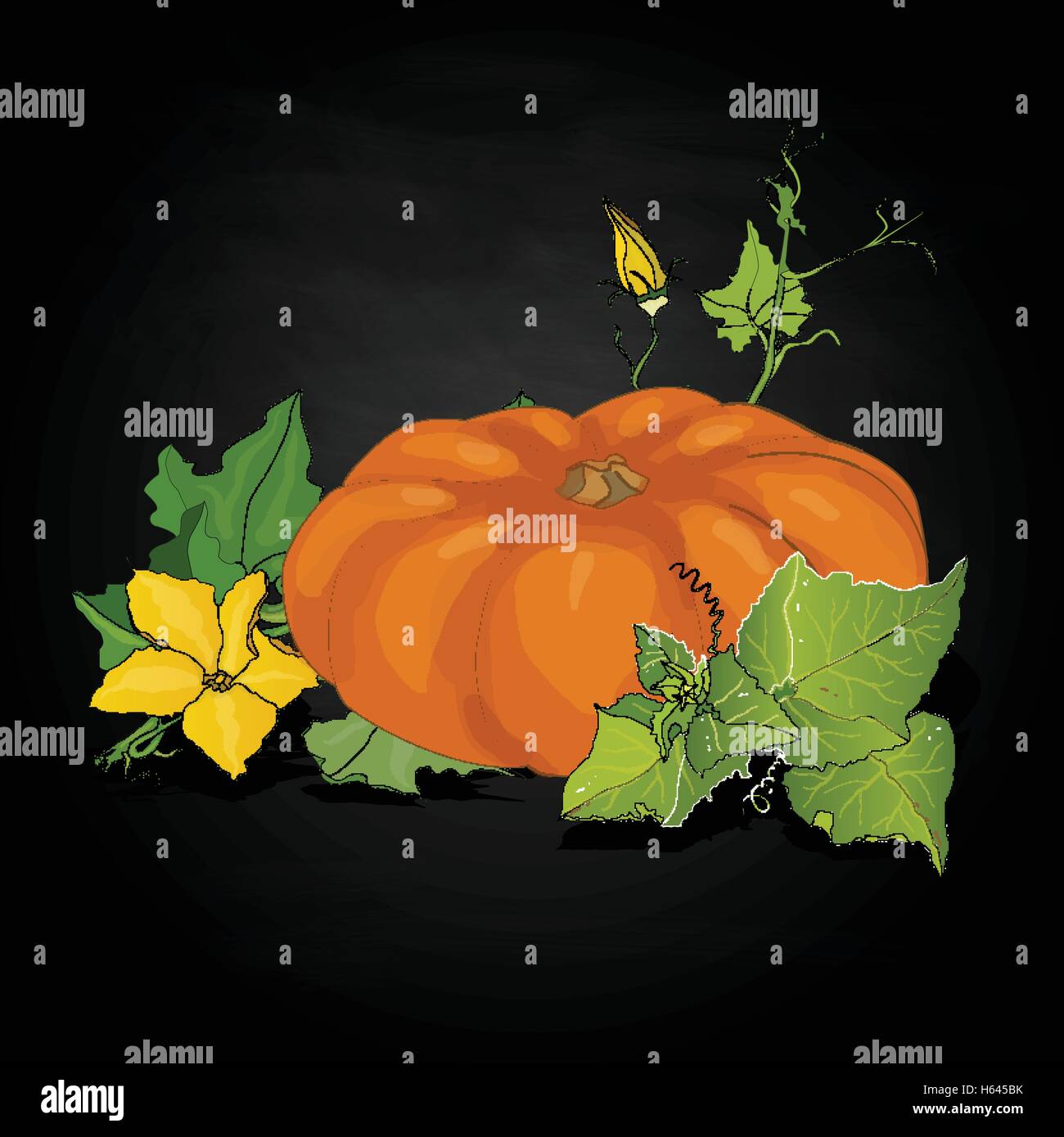 Pumpkin vector illustration isolated Stock Vector Image & Art - Alamy