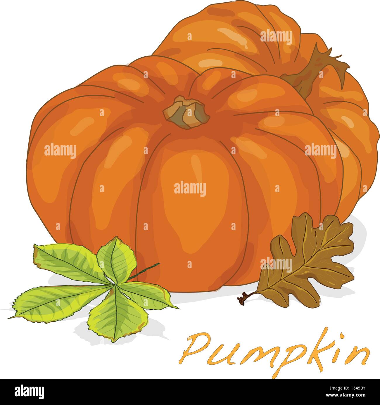 Pumpkin vector illustration isolated Stock Vector Image & Art - Alamy