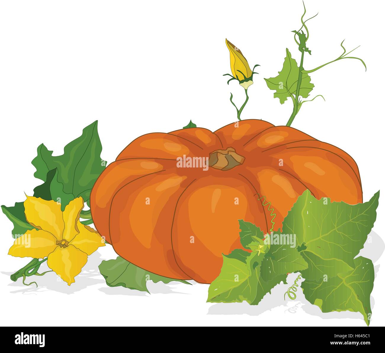 Pumpkin vector illustration isolated Stock Vector Image & Art - Alamy