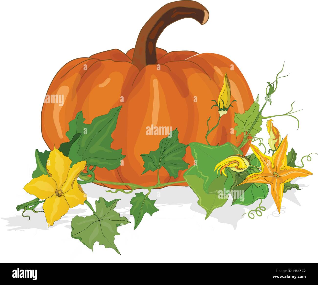 Pumpkin vector illustration isolated Stock Vector Image & Art - Alamy