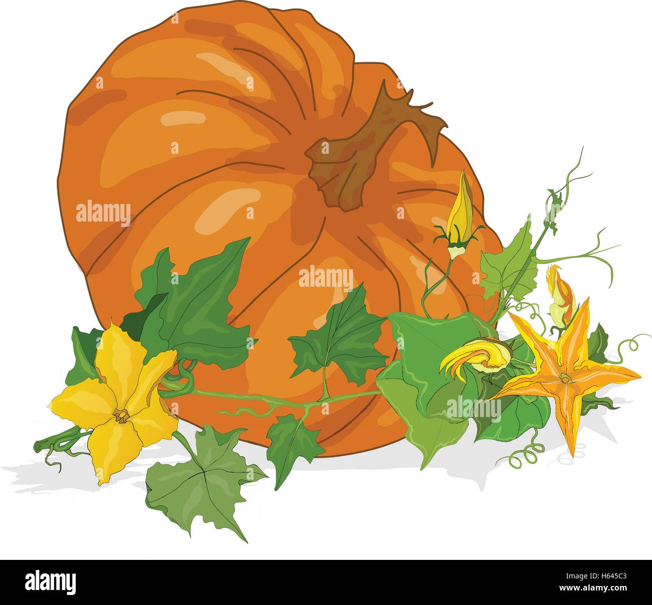 Pumpkin vector illustration isolated Stock Vector Image & Art - Alamy