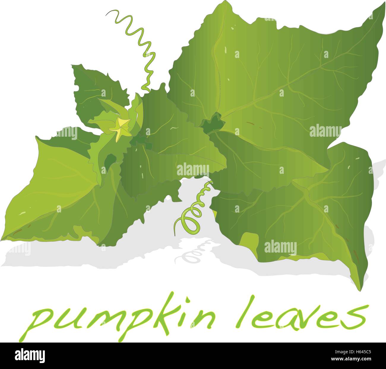 Pumpkin leaf vector isolated Stock Vector Image & Art - Alamy