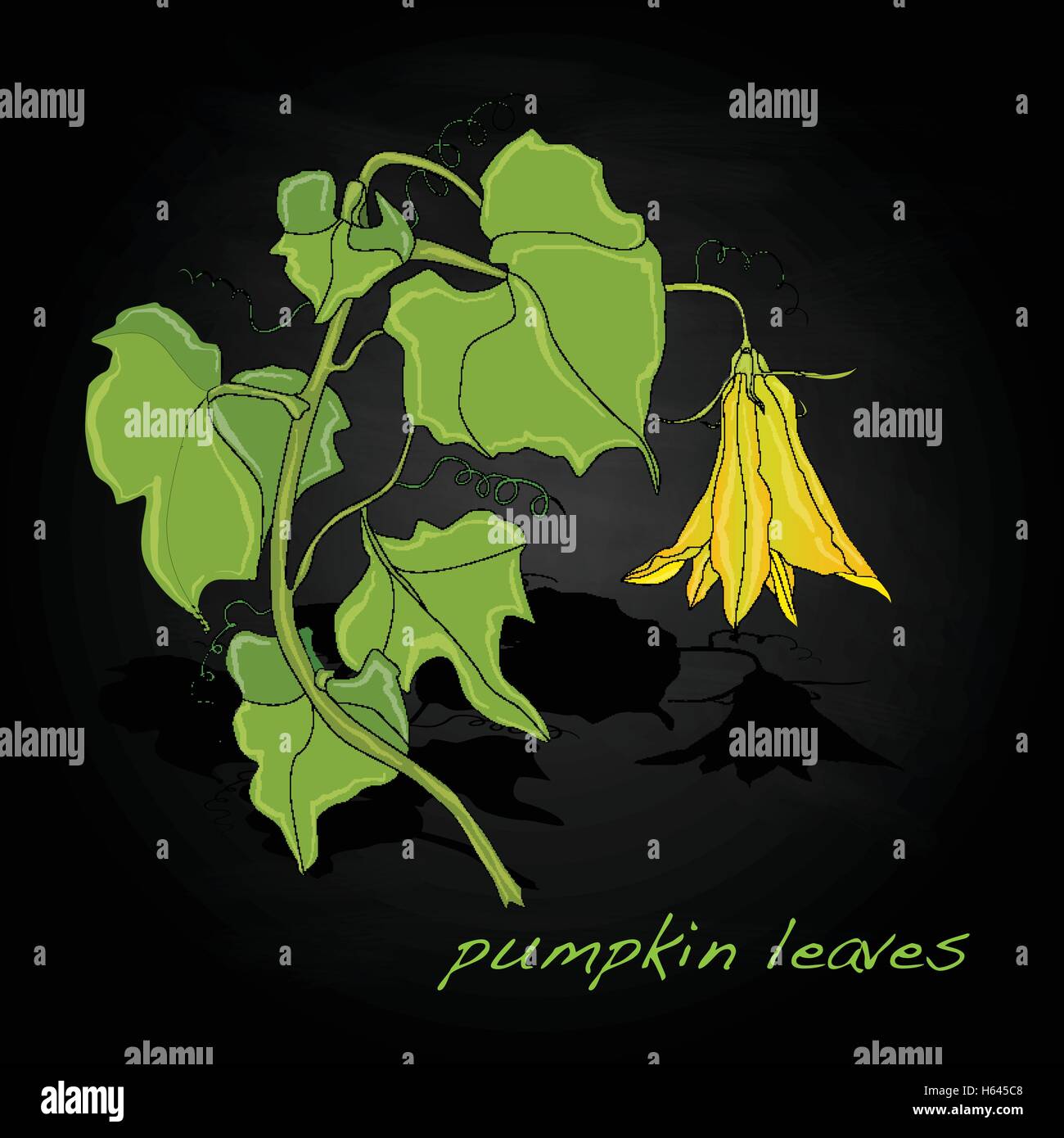 Pumpkin leaf vector isolated Stock Vector Image & Art - Alamy