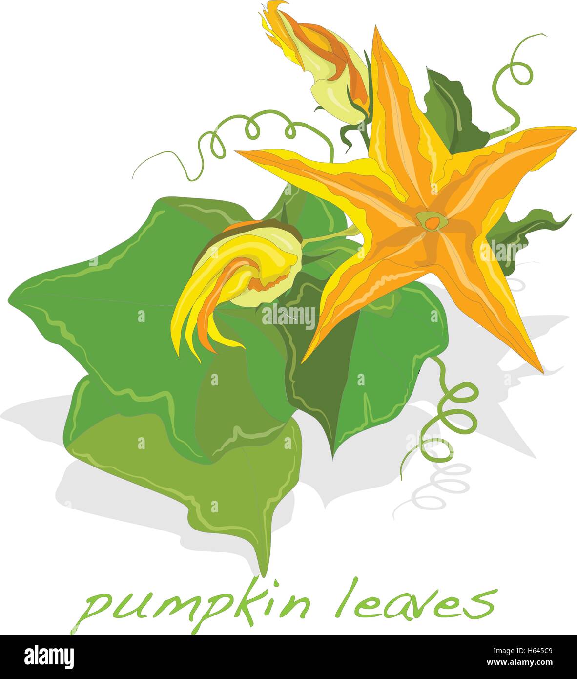 Pumpkin leaf vector isolated Stock Vector Image & Art - Alamy