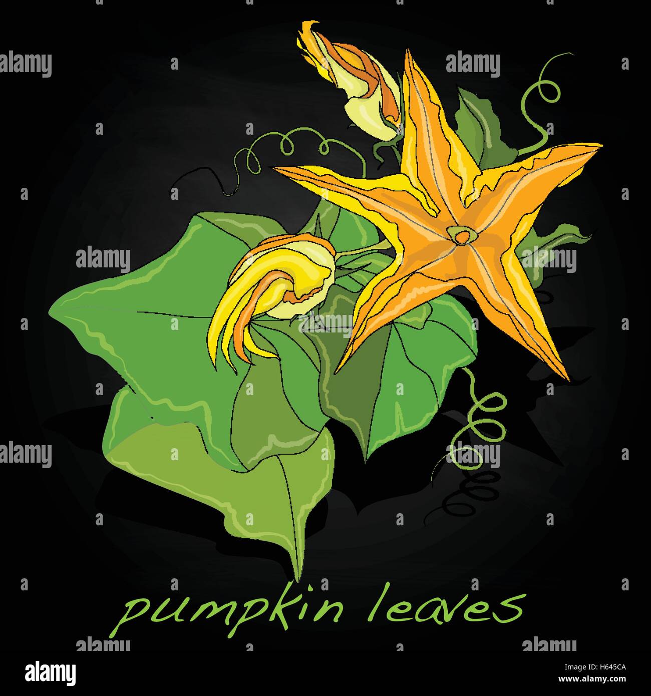 Pumpkin leaf vector isolated Stock Vector Image & Art - Alamy