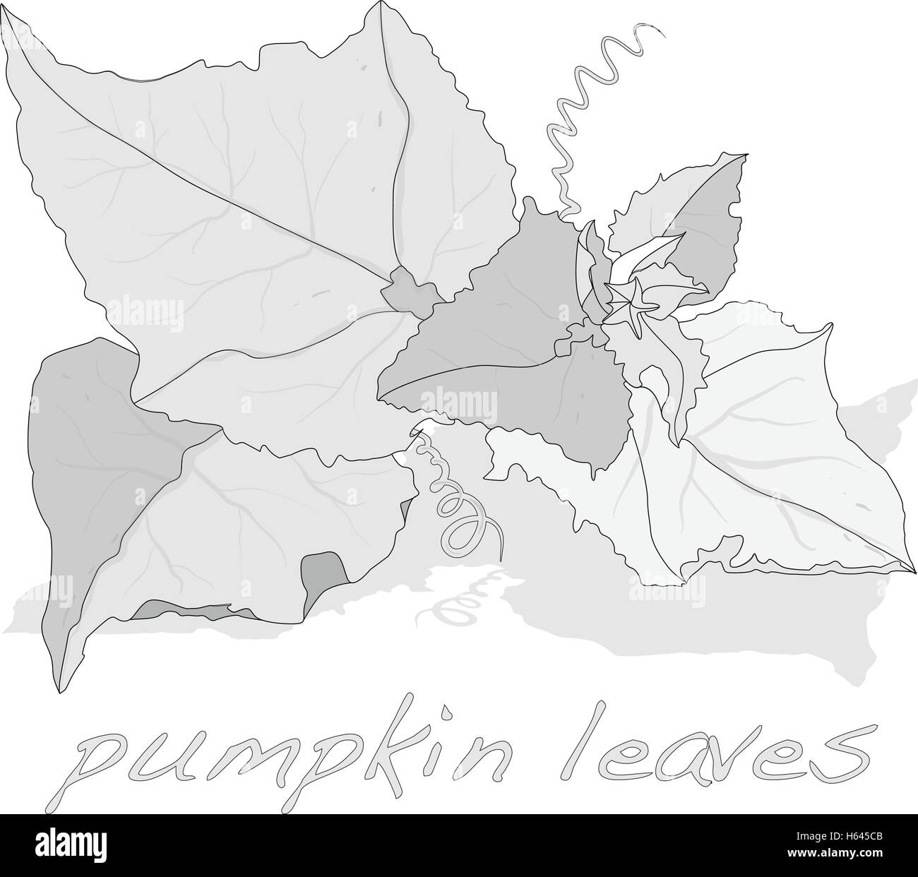 Pumpkin leaf vector isolated Stock Vector Image & Art - Alamy