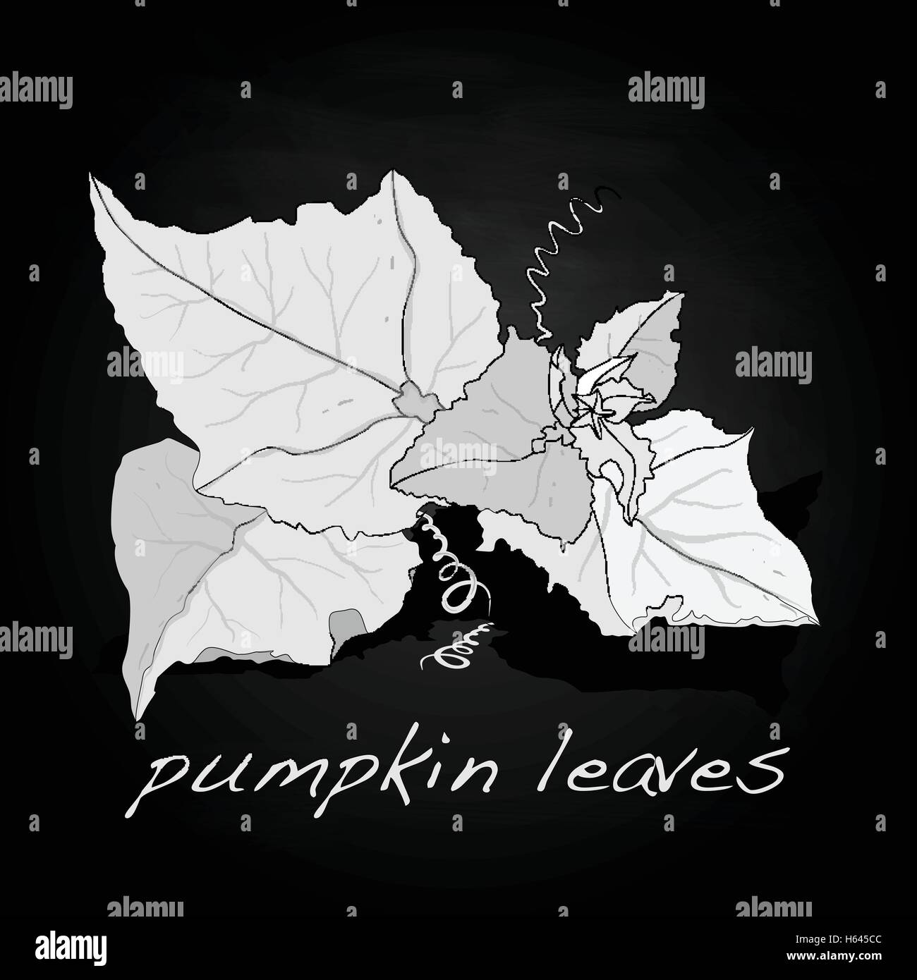 Pumpkin leaf vector isolated Stock Vector Image & Art - Alamy