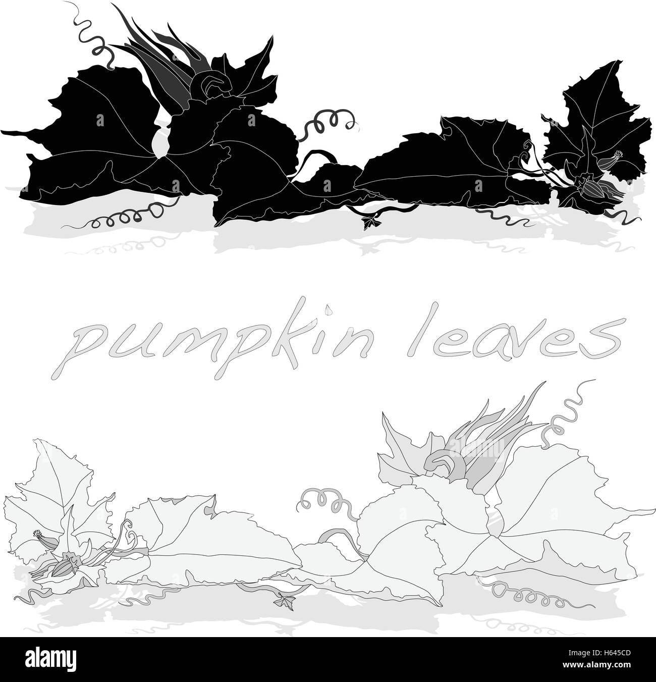Pumpkin leaf vector isolated Stock Vector Image & Art - Alamy