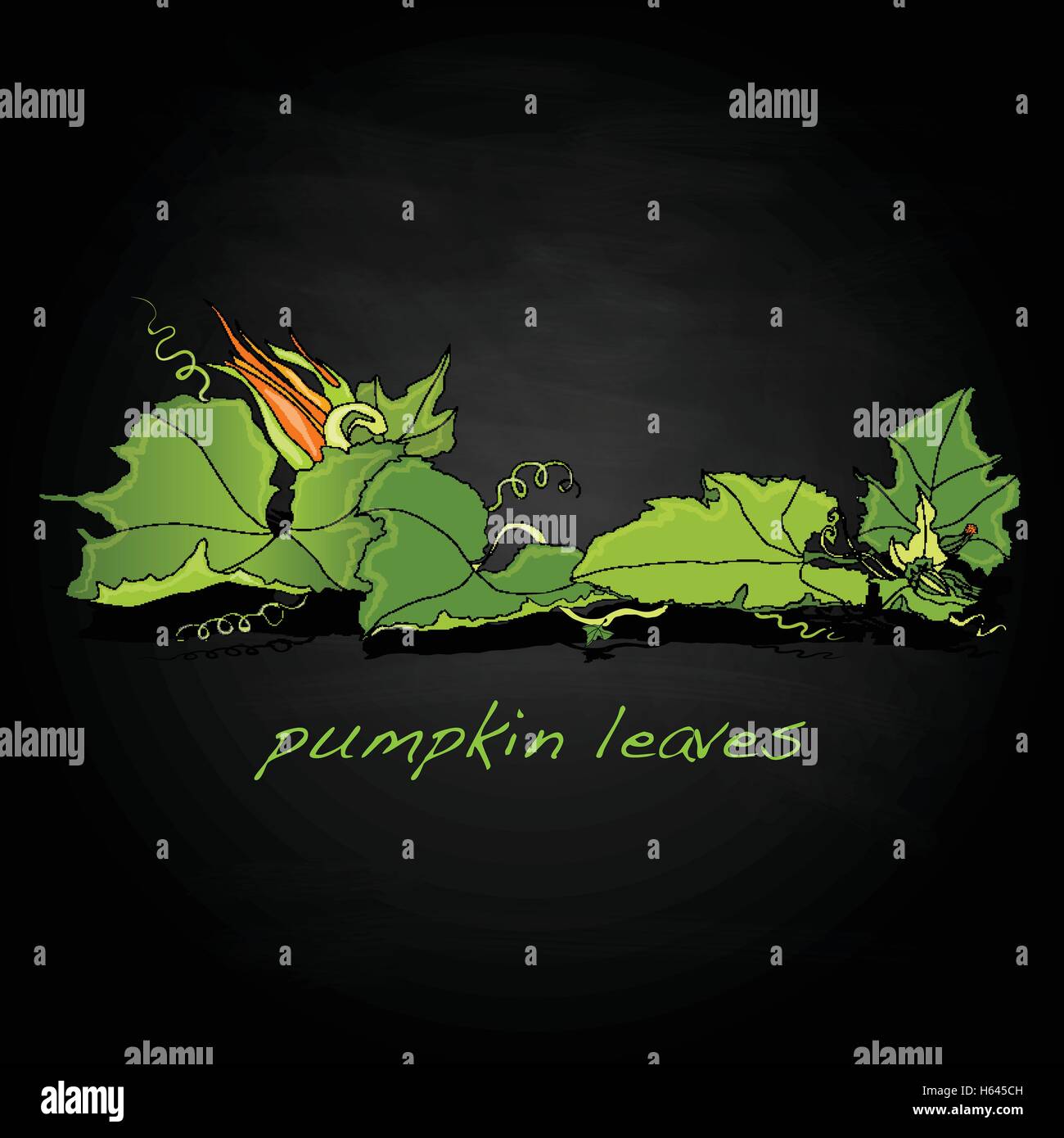Pumpkin leaf vector isolated Stock Vector Image & Art - Alamy