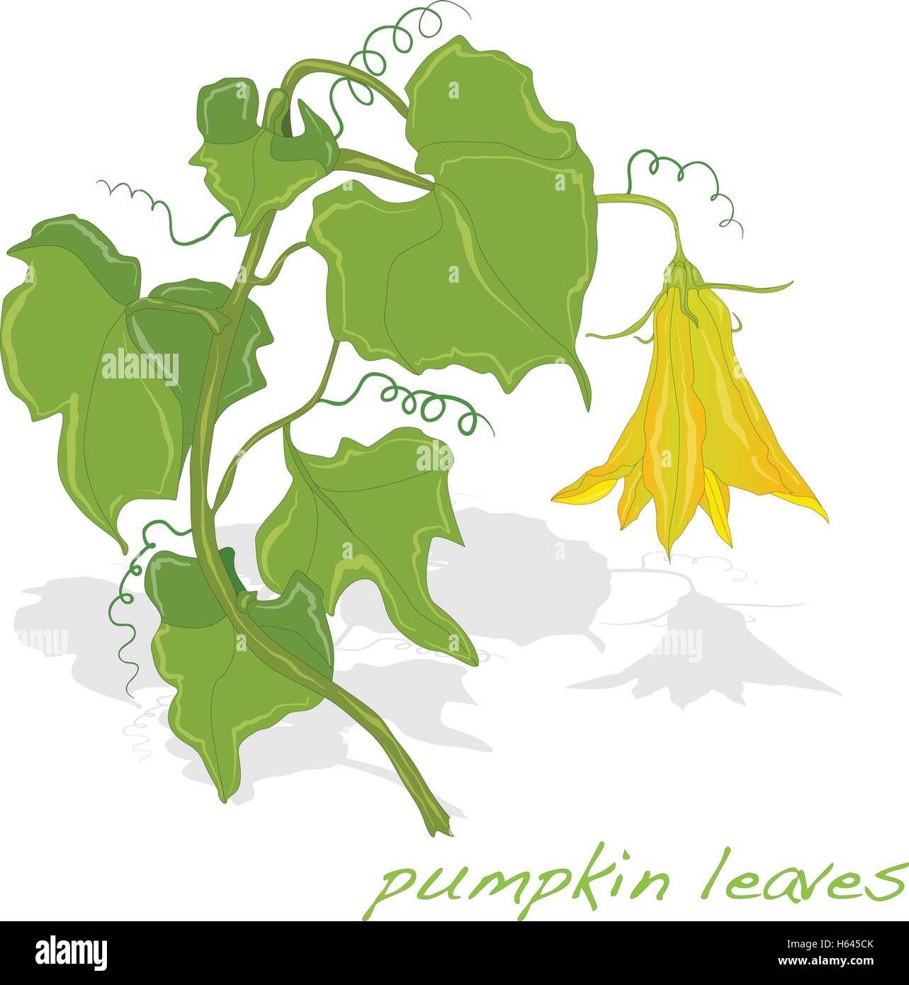 Pumpkin leaf vector isolated Stock Vector Image & Art - Alamy