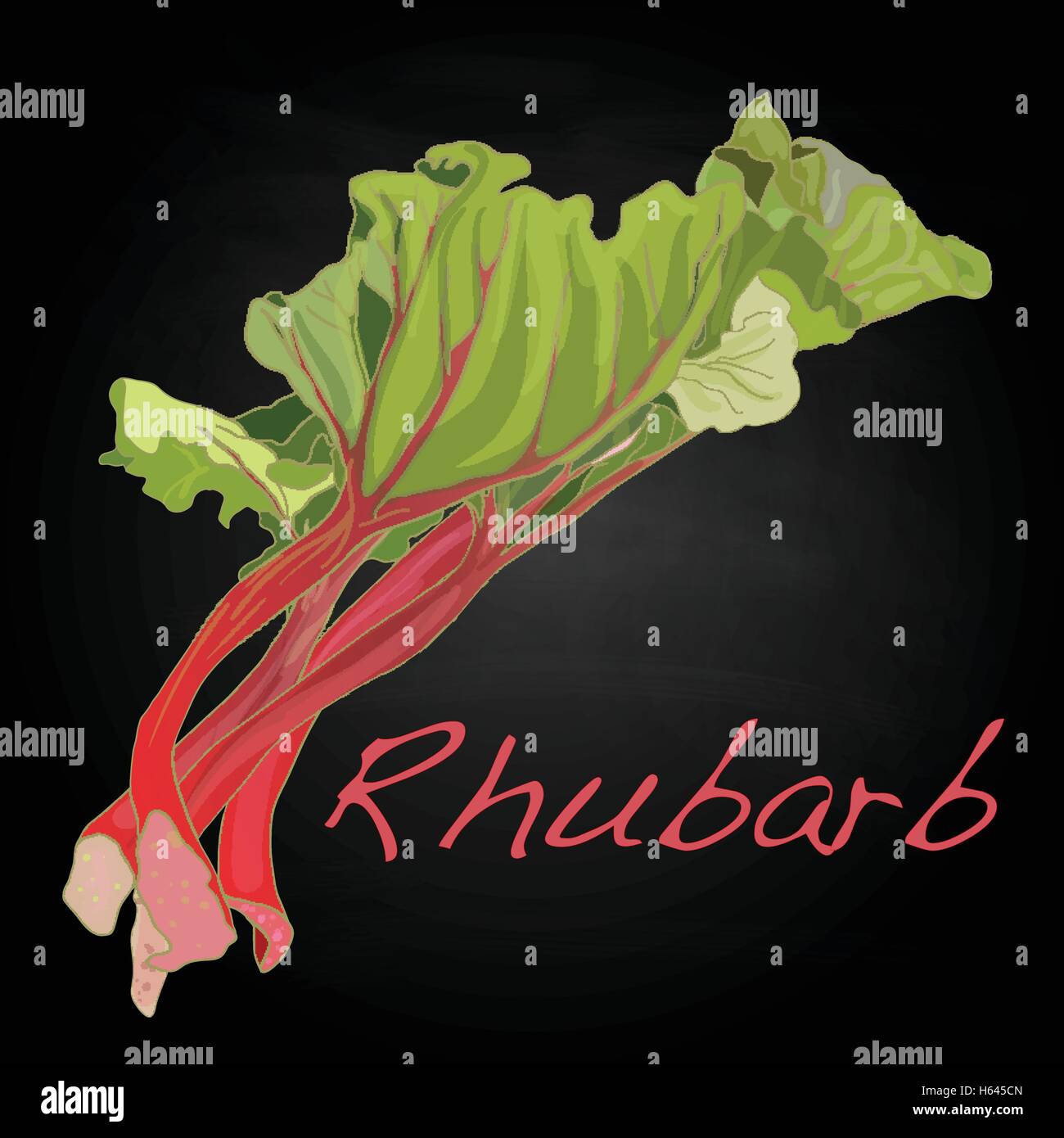 Rhubarb plant Stock Vector Images - Alamy