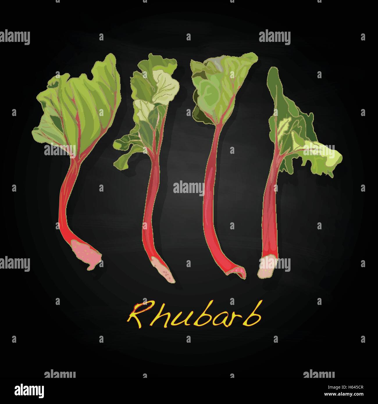 Rhubarb vector illustration isoiated Stock Vector Image & Art - Alamy