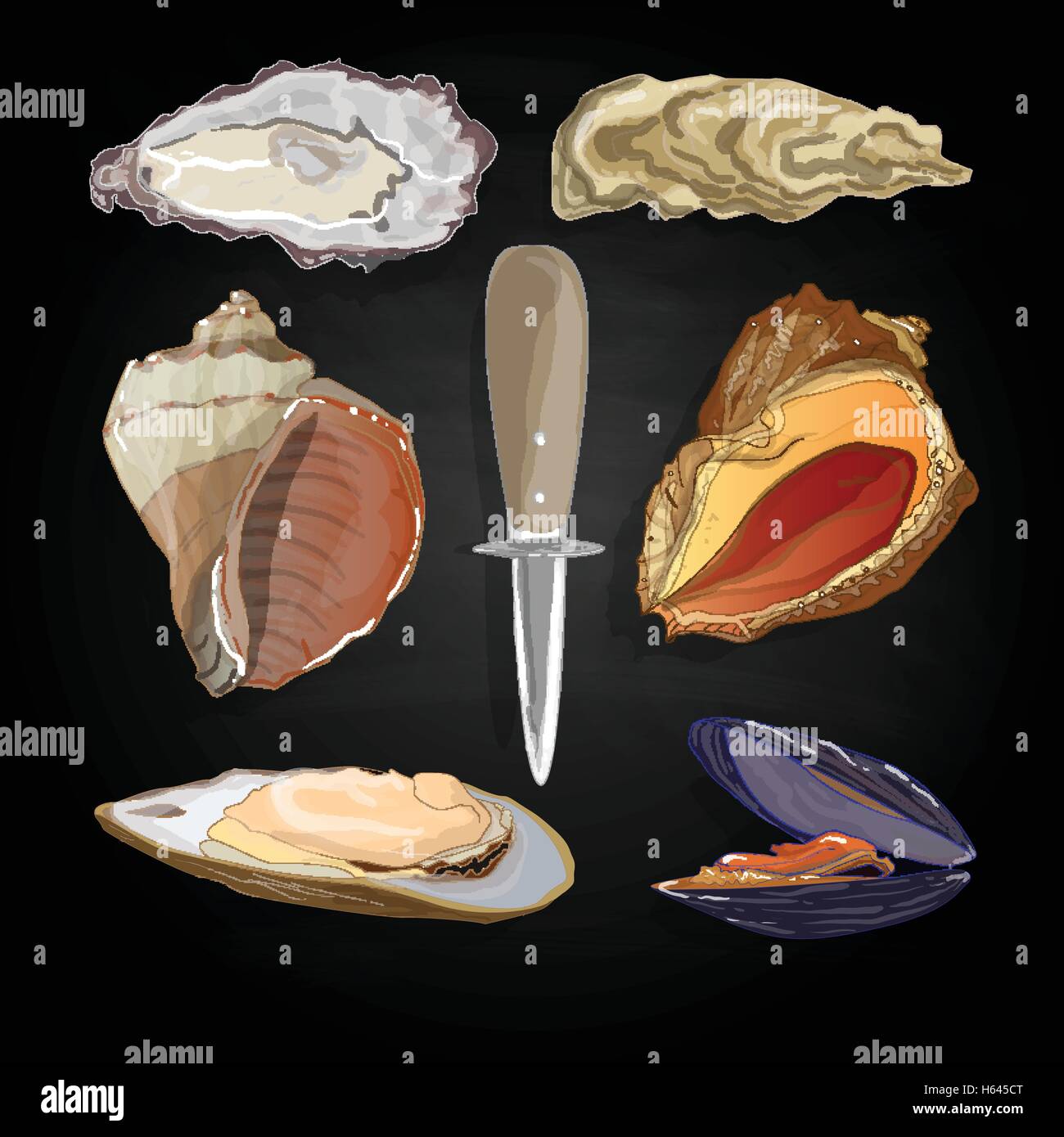 Sea shells vector illustration isolated Stock Vector Image & Art - Alamy