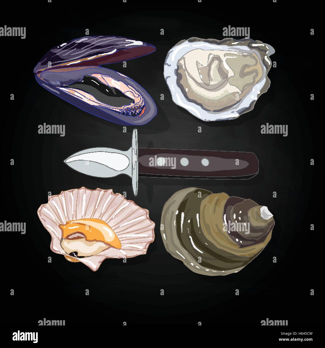 Sea shells vector illustration isolated Stock Vector Image & Art - Alamy