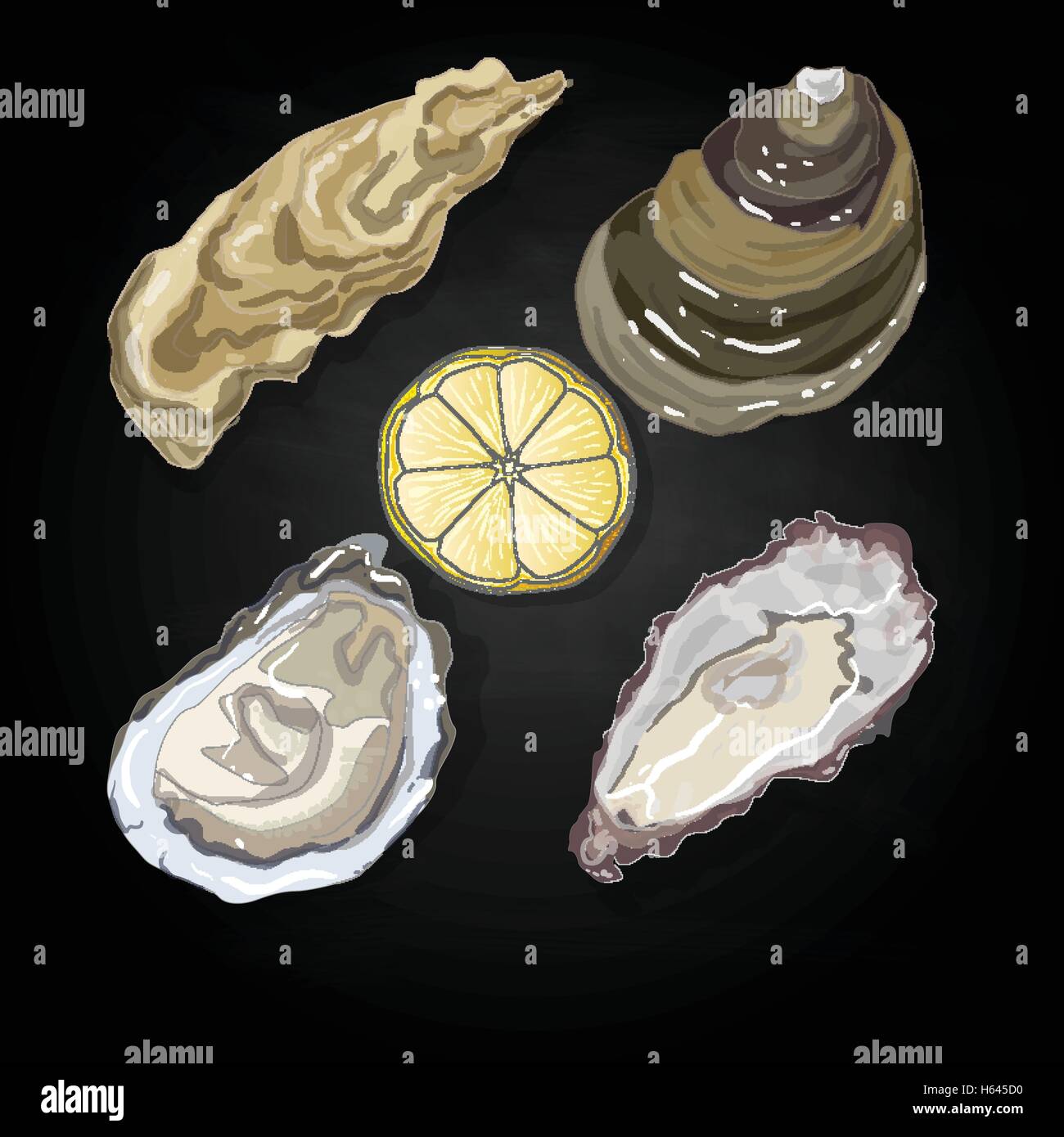 Sea shells vector illustration isolated Stock Vector Image & Art - Alamy