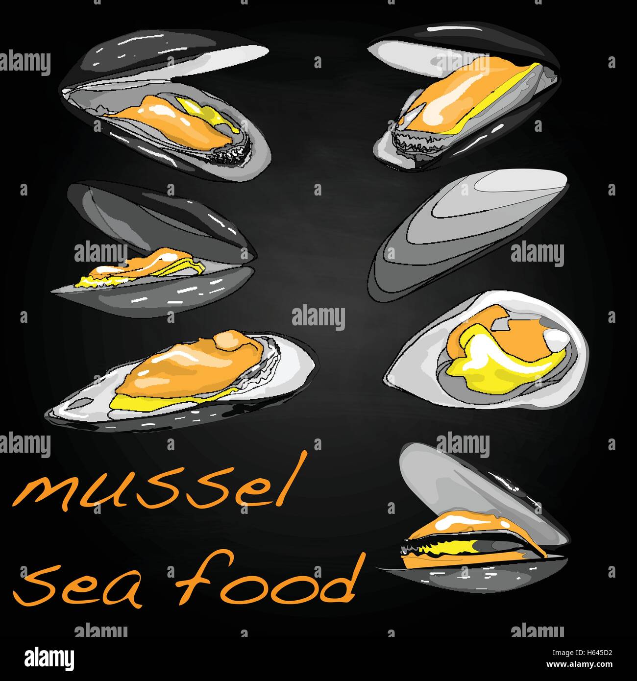 Sea shells vector illustration isolated Stock Vector Image & Art - Alamy