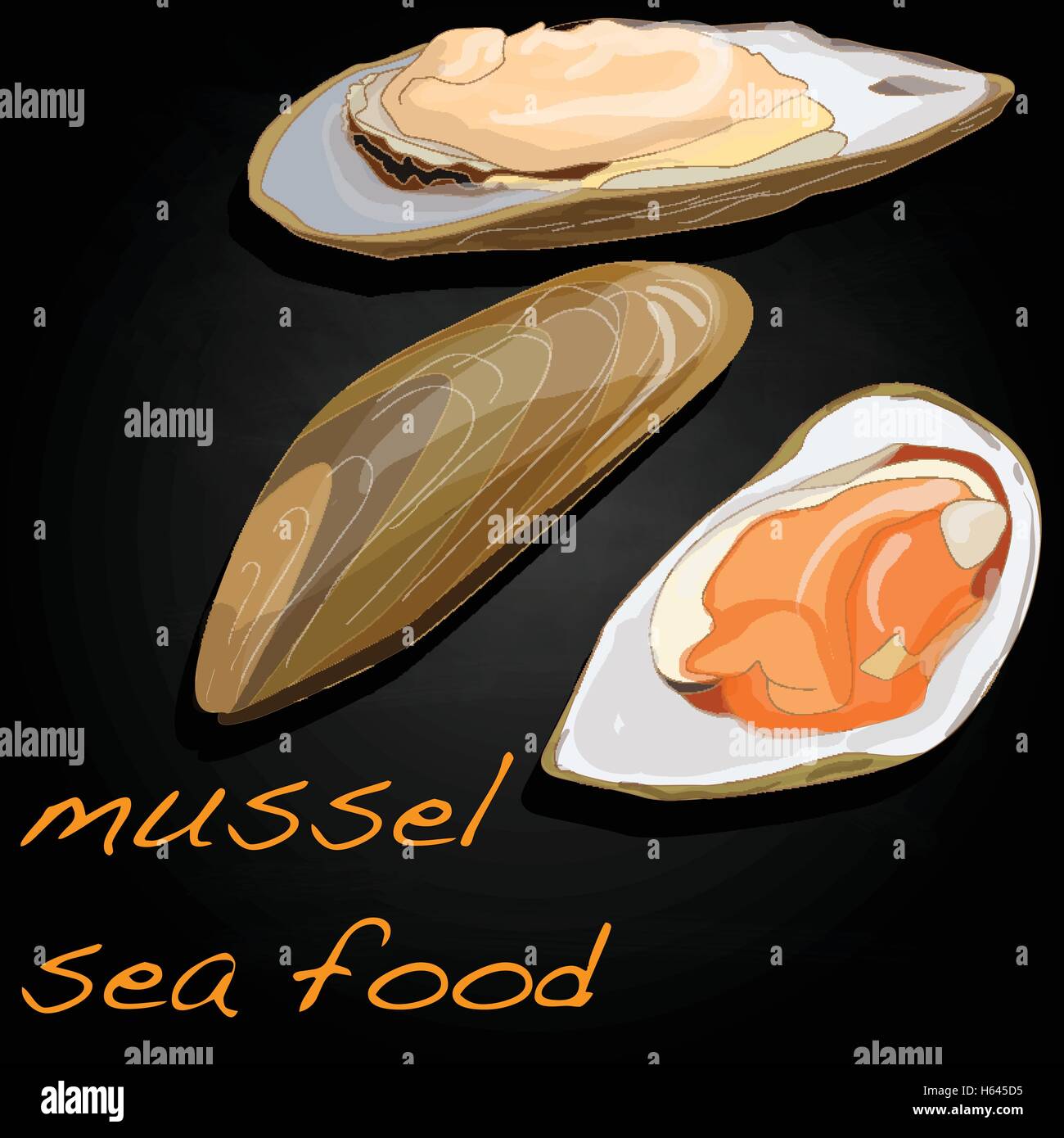 Opened oyster shells Stock Vector Images - Alamy